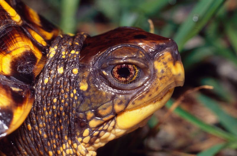 Eastern Box Turtle Portrait Stock Photo - Image of orange, carolina ...