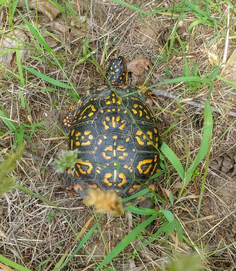 Eastern box turtle - digiloki