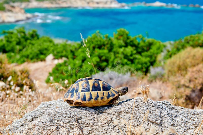Eastern box turtle on rock stock photo. Image of mediterranean - 135840248