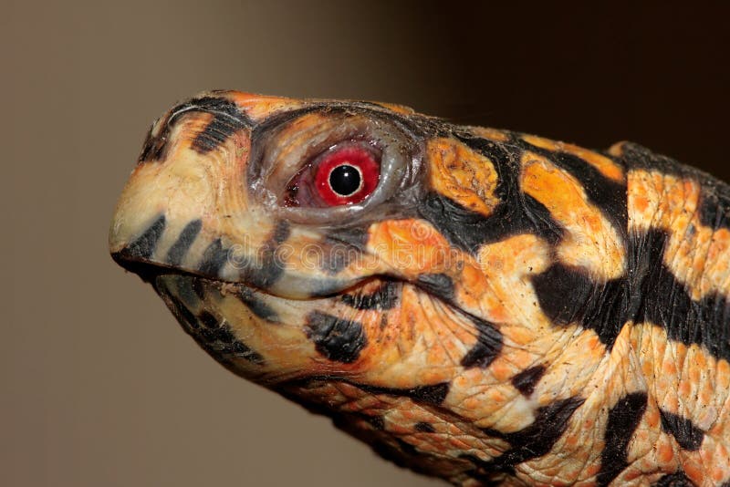 Red Eye of Painted Box Turtle Stock Photo - Image of reptile, scales ...