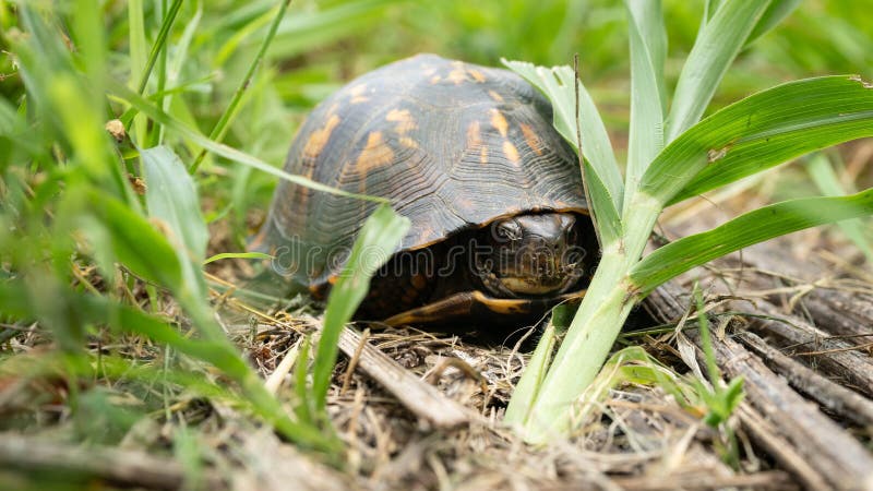 Eastern Box Turtle, Terrapene Carolina Carolina, on the Ground in Grass ...
