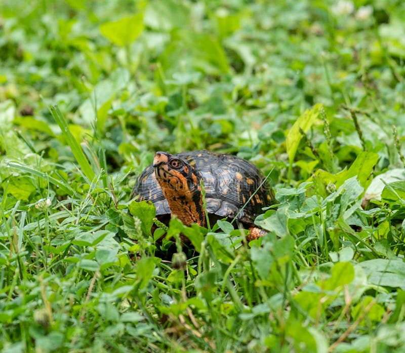 Close-up of Eastern Box Turtle in Meadow Stock Image - Image of orange ...