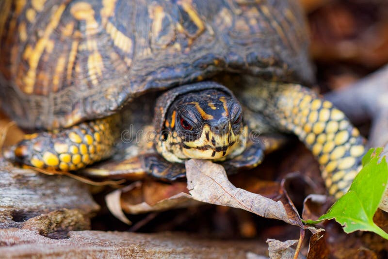 The Eastern Box Turtle (Terrapene Carolina Carolina). Stock Photo ...