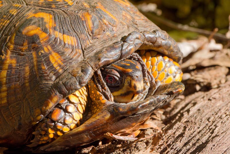 The Eastern Box Turtle (Terrapene Carolina Carolina). Stock Photo ...