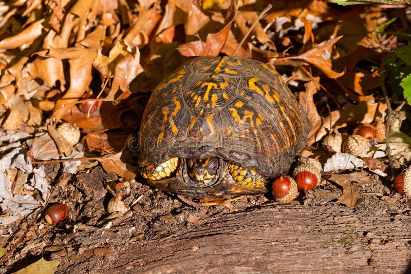 The Eastern Box Turtle (Terrapene Carolina Carolina). Stock Image ...