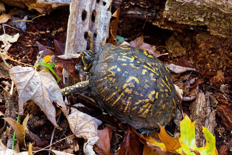 The Eastern Box Turtle (Terrapene Carolina Carolina). Stock Photo ...