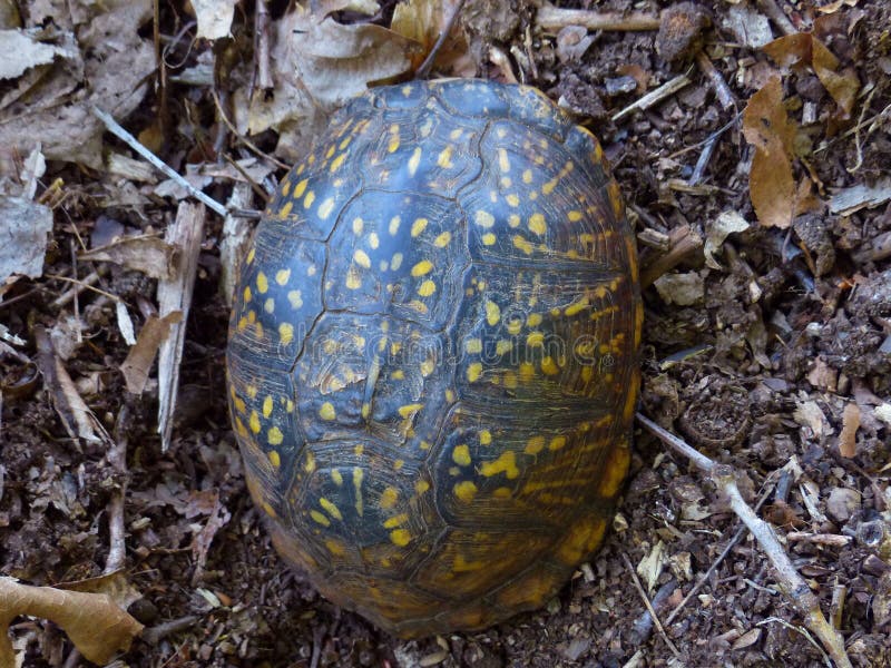Eastern Box Turtle - Top View Stock Photo - Image of view, dried: 123921700