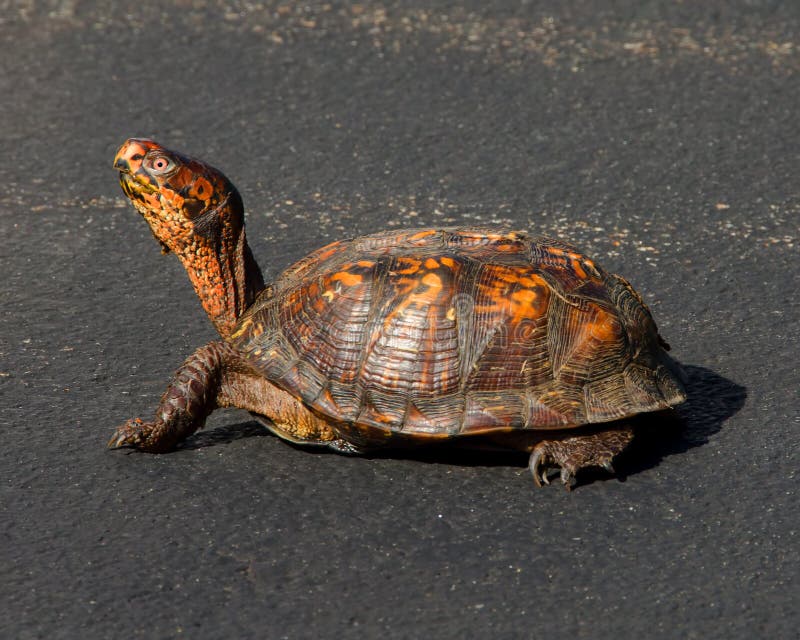 Eastern Box Turtle Walking Along the Ground Stock Image - Image of ...