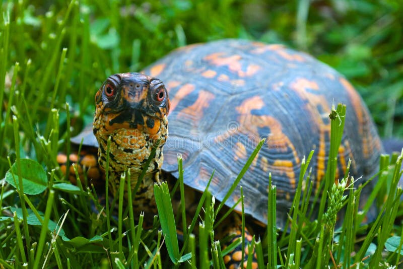 Eastern Box Turtle stock photo. Image of walking, reptil - 58397990