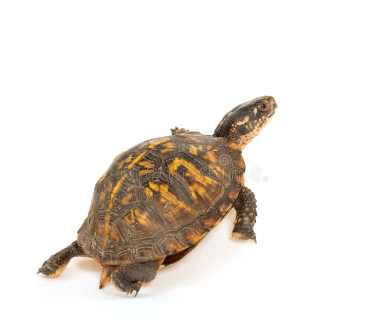 Box Turtle stock image. Image of nature, dirt, colorful - 19275971