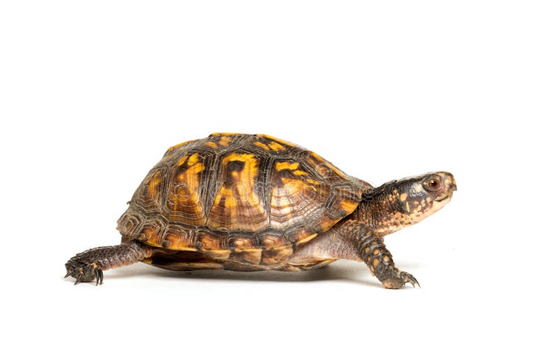 Eastern box turtle stock image. Image of wildlife, terrapene - 43217027