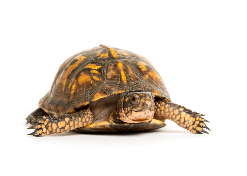 Eastern box turtle stock image. Image of wild, terrapene - 43217293