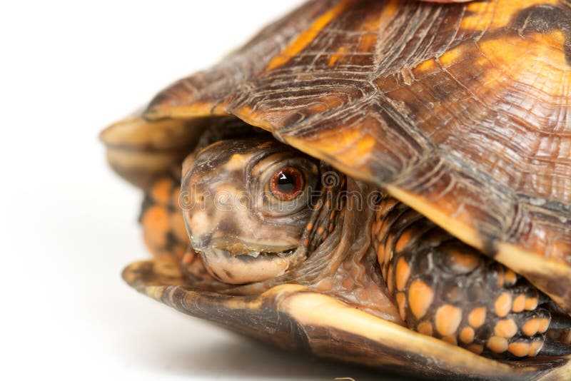 Turtle on a log stock photo. Image of field, walking - 12315930