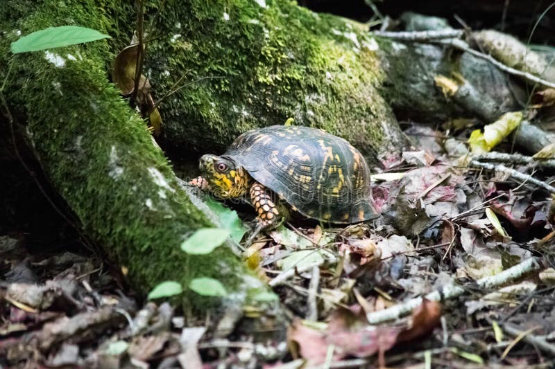 Eastern Box Turtle stock image. Image of flood, foraging - 330639131