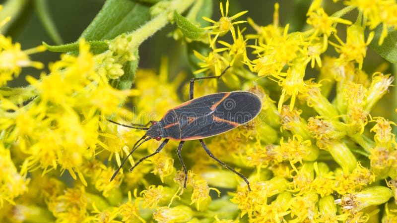 Eastern Boxelder Bug (Boisea Trivittata) on Goldenrod Stock Photo ...
