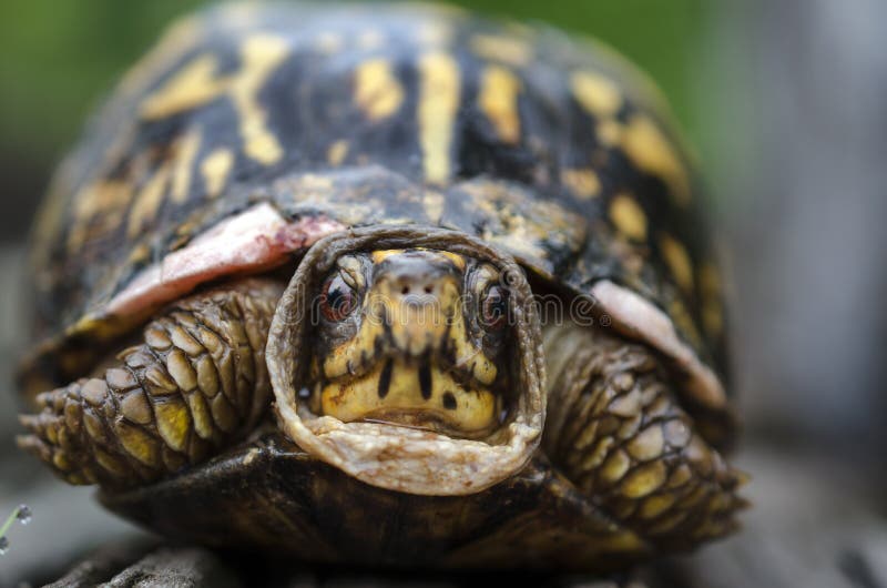 Eastern BoxTurtle stock photo. Image of county, post - 94035926