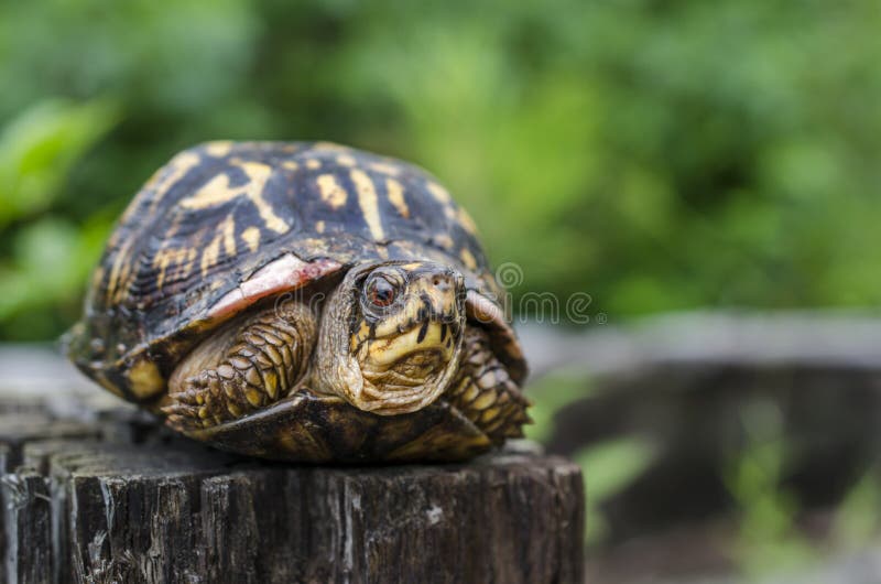 Eastern BoxTurtle stock image. Image of eastern, walton - 94035933
