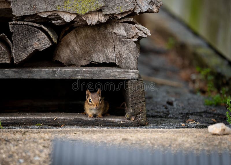 Eastern Brown Scared Chipmunk Hidden in the Wooden Place Stock Image ...