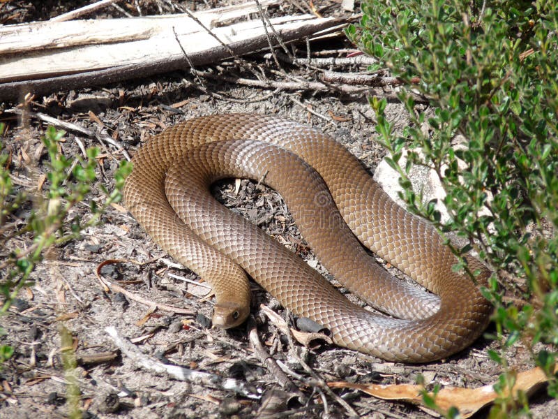 Eastern Brown Snake stock image. Image of animal, snake - 12433411