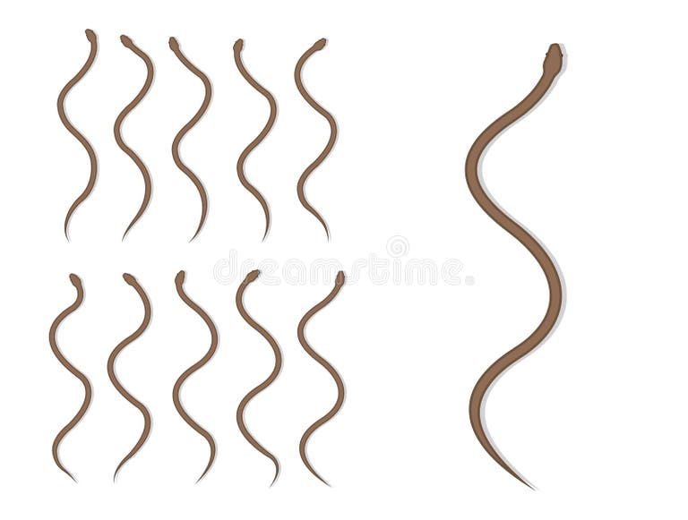 Eastern Brown Snake Animal Animation Sequence Cartoon Vector Stock ...