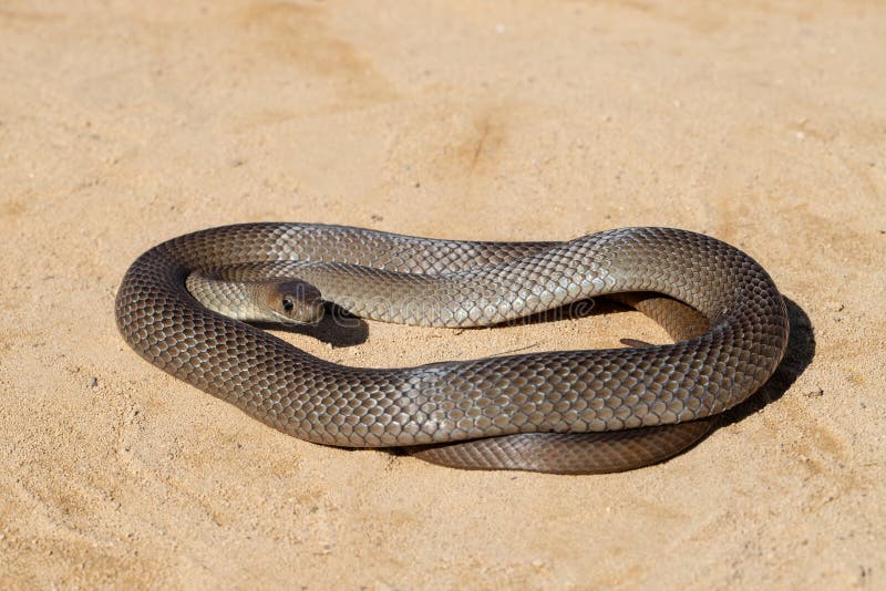 Eastern Brown Snake stock photo. Image of snake, australia - 250373664