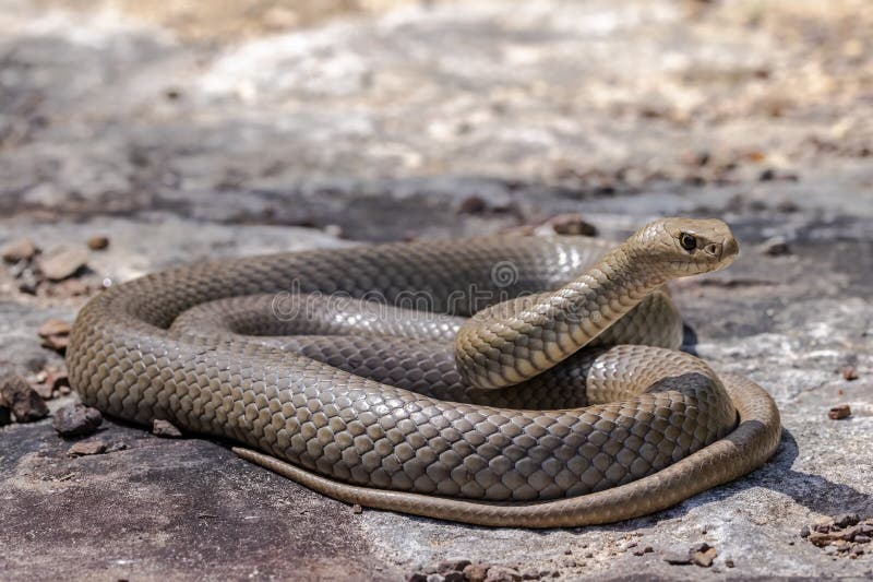 Eastern Brown Snake stock photo. Image of deadly, nature - 232798852