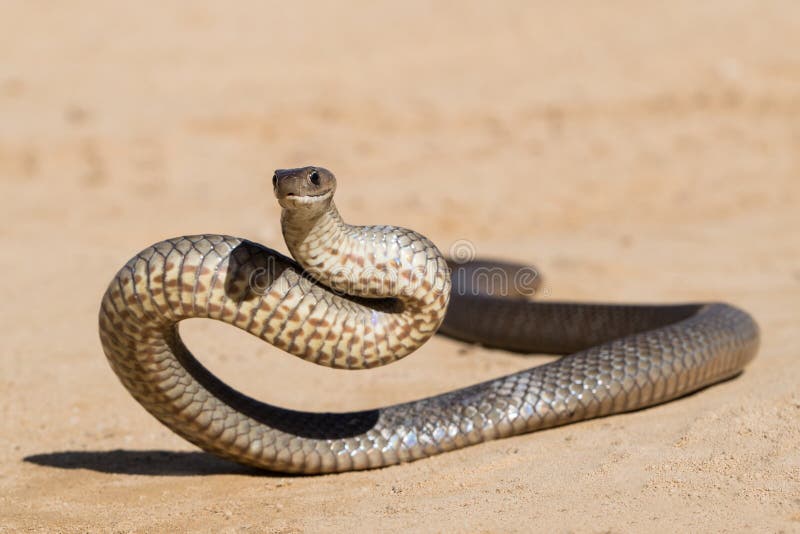 1,913 Snake Strike Photos - Free & Royalty-Free Stock Photos from ...