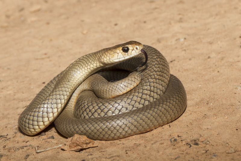 629 Eastern Brown Snake Stock Photos - Free & Royalty-Free Stock Photos ...