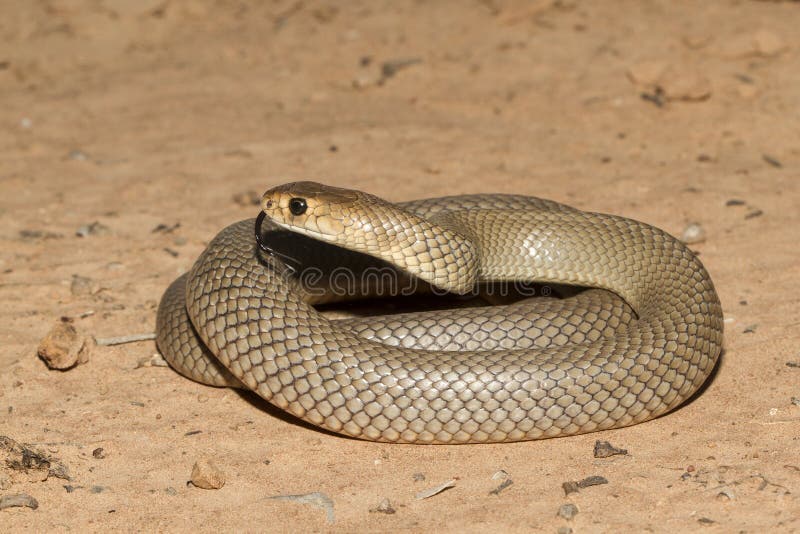 Eastern Brown Snake stock image. Image of textilis, brown - 200449575