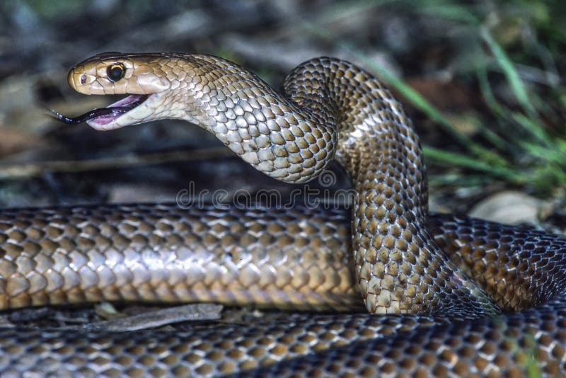 Eastern Brown Snake (Pseudonaja Textilis) Stock Photo - Image of snake ...