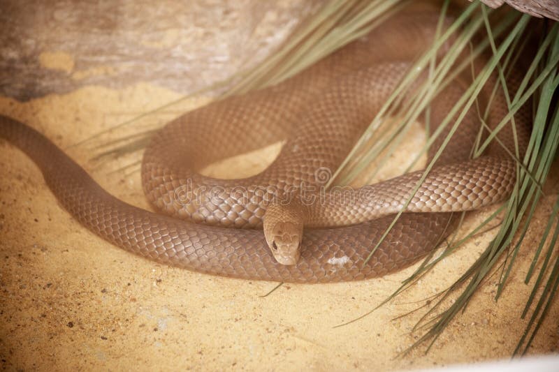 The Eastern Brown Snake is Read To Strike Stock Photo - Image of cold ...