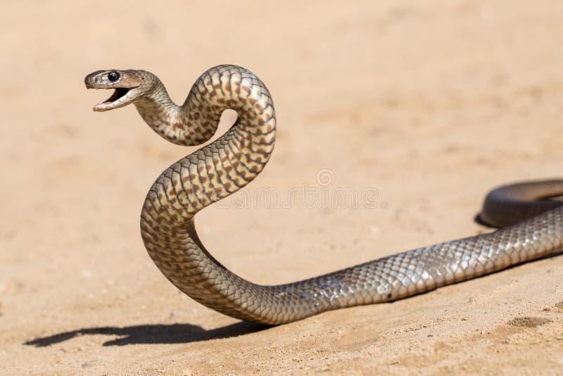 Eastern Brown Snake stock image. Image of eastern, textilis - 188482855