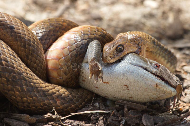 Eastern Brown Snake Vs Bluetongue Lizard Stock Image - Image of coast ...