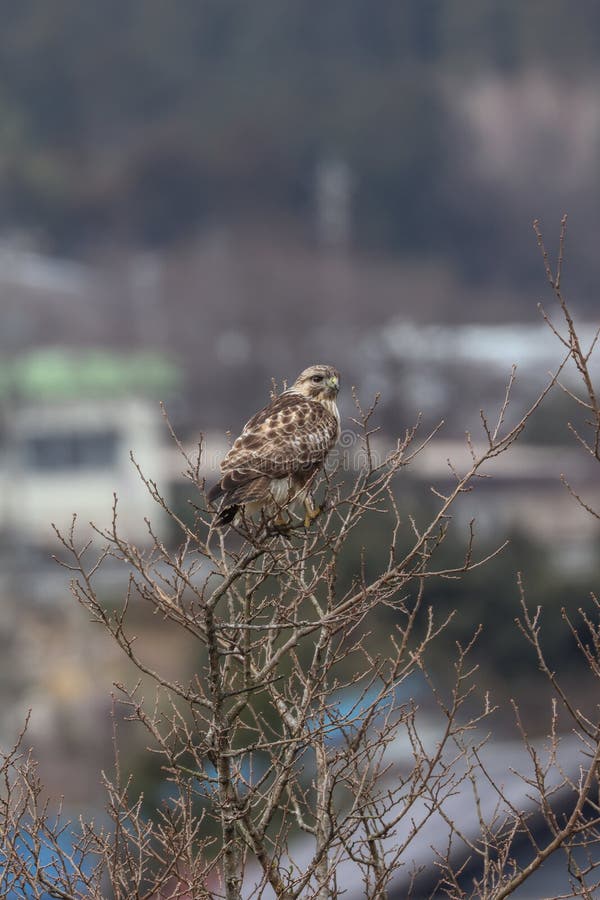 Eastern Buzzard Or Japanese Buzzard Buteo Japonicus Sitting On Tree ...