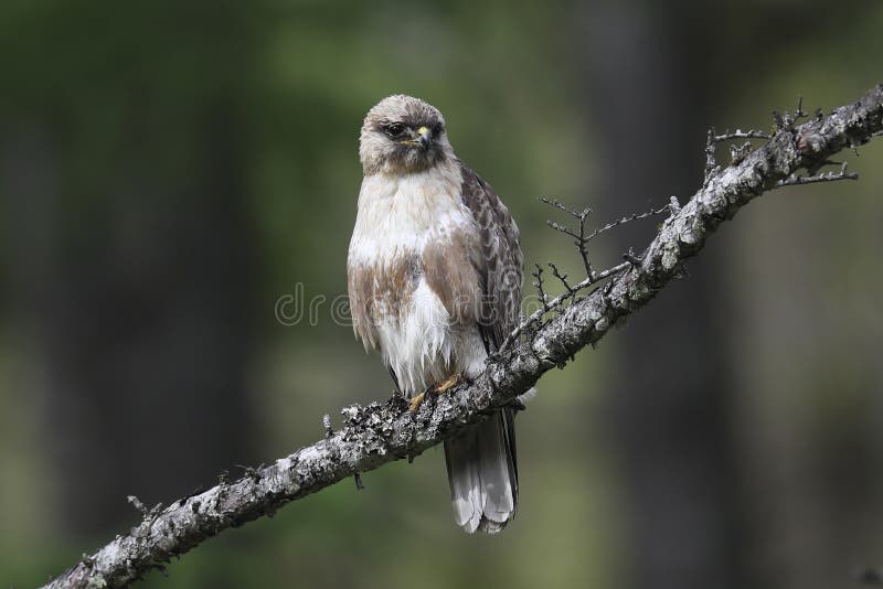 Eastern Buzzard on a Branch of Tree Stock Image - Image of nature ...