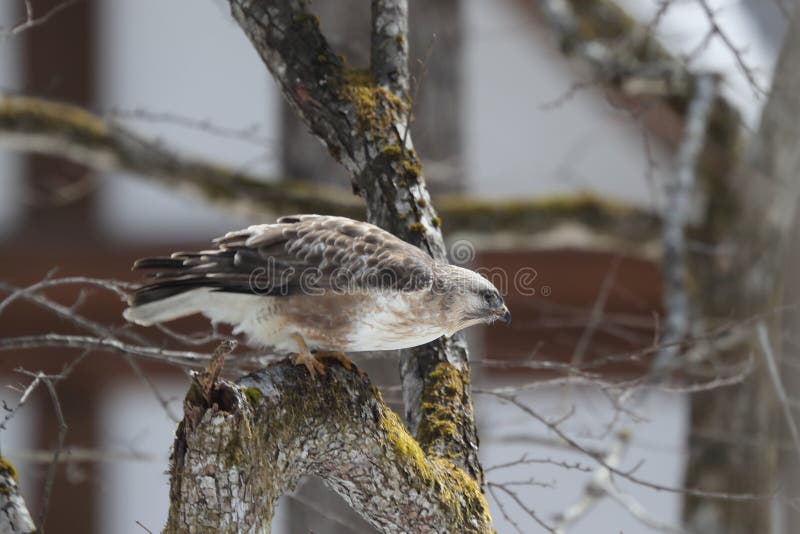 Eastern Buzzard on the Branch of Tree Stock Image - Image of eastern ...