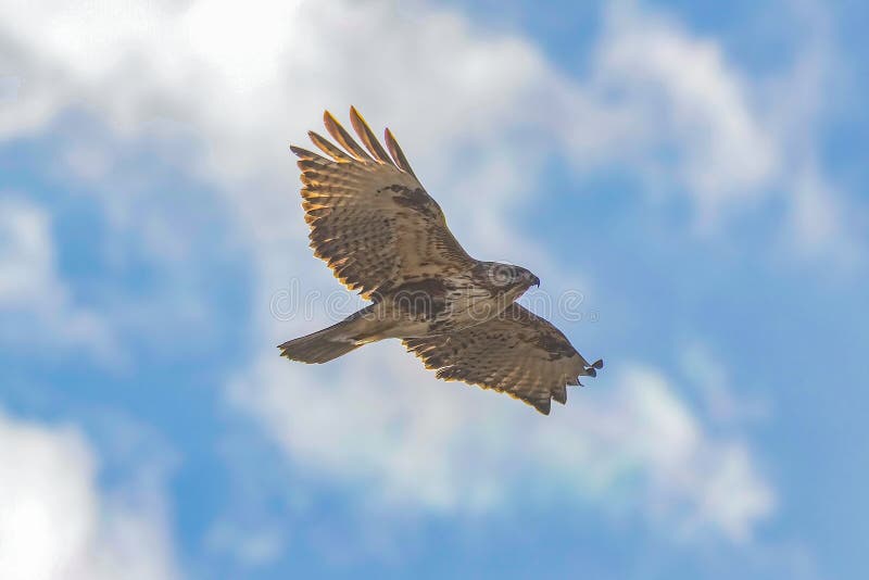 Eastern Buzzard in Flight Against a Blue Sky Stock Photo - Image of ...