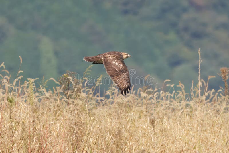 Eastern Buzzard in Flight Against the Mountain Stock Photo - Image of ...