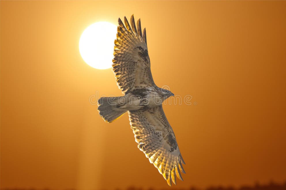 Eastern Buzzard in Flight Against Sun Stock Photo - Image of wild ...