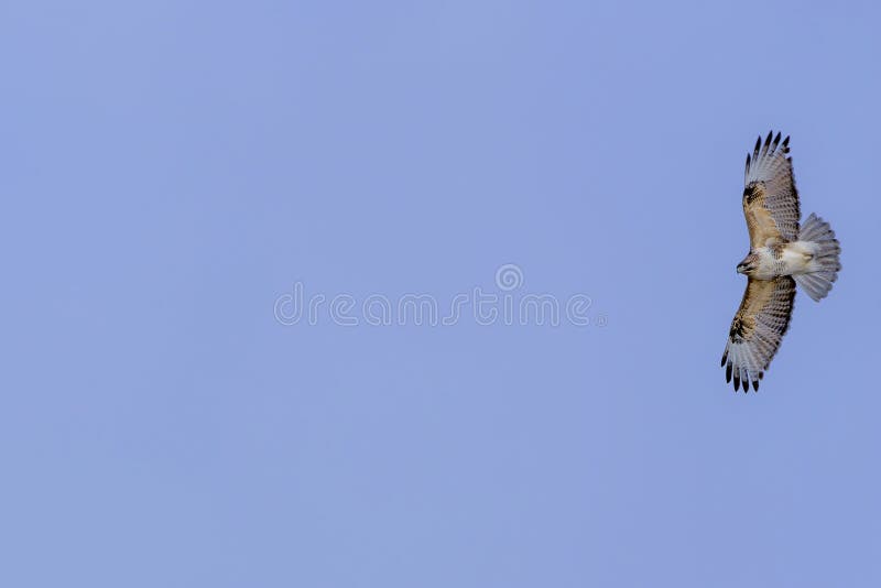 An Eastern Buzzard in Flying. Stock Image - Image of blue, prey: 269447437