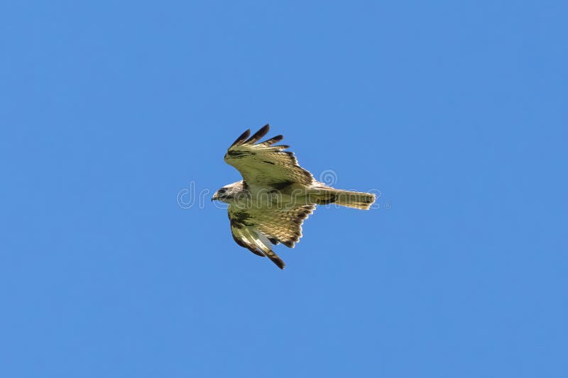 Eastern Buzzard Flying in a Blue Sky Background Stock Photo - Image of ...