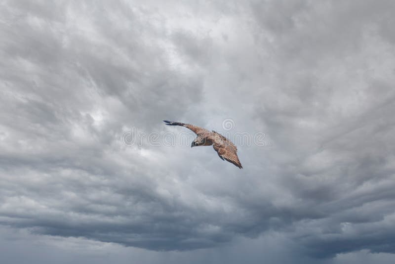 Eastern Buzzard or Japanese Buzzard Buteo Japonicus Sitting on Tree ...