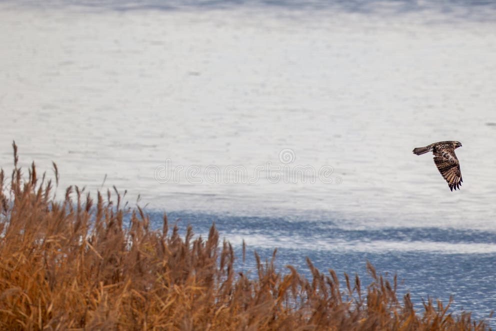 Eastern Buzzard in Flying Over the River Stock Photo - Image of glide ...