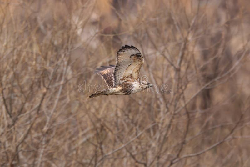 Eastern Buzzard or Japanese Buzzard Buteo Japonicus Sitting on Tree ...