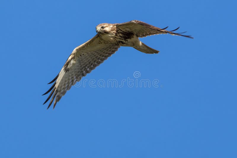 An Eastern Buzzard in Flying. in the Sky. Stock Photo - Image of wing ...