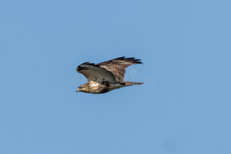 An Eastern Buzzard in Flying. in the Sky. Stock Photo - Image of flying ...