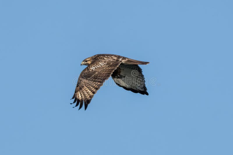 An Eastern Buzzard in Flying. in the Sky. Stock Image - Image of bird ...