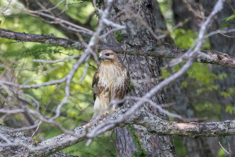 Eastern Buzzard Resting on the Branch of Tree Stock Photo - Image of ...
