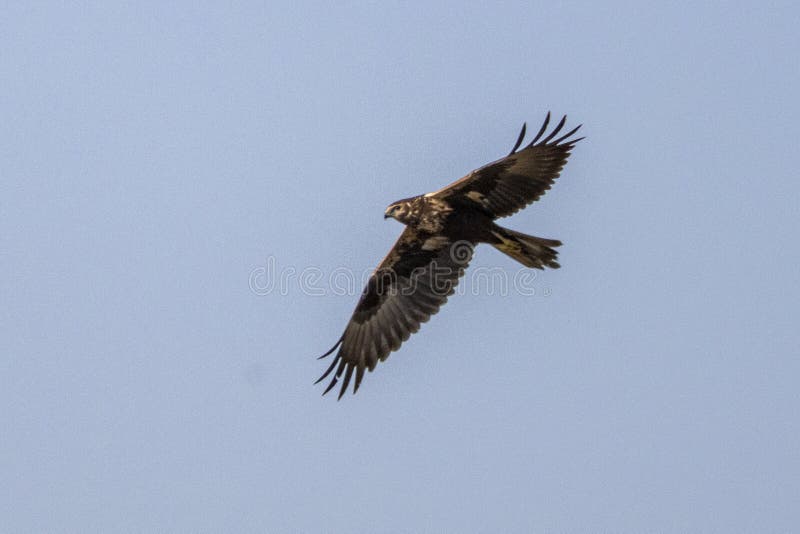 An Eastern Buzzard in the Sky Stock Image - Image of seabird, vulture ...