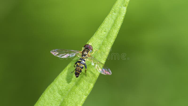 Eastern Calligrapher Hover Fly on a Leaf, Toxomerus Geminatus Stock ...